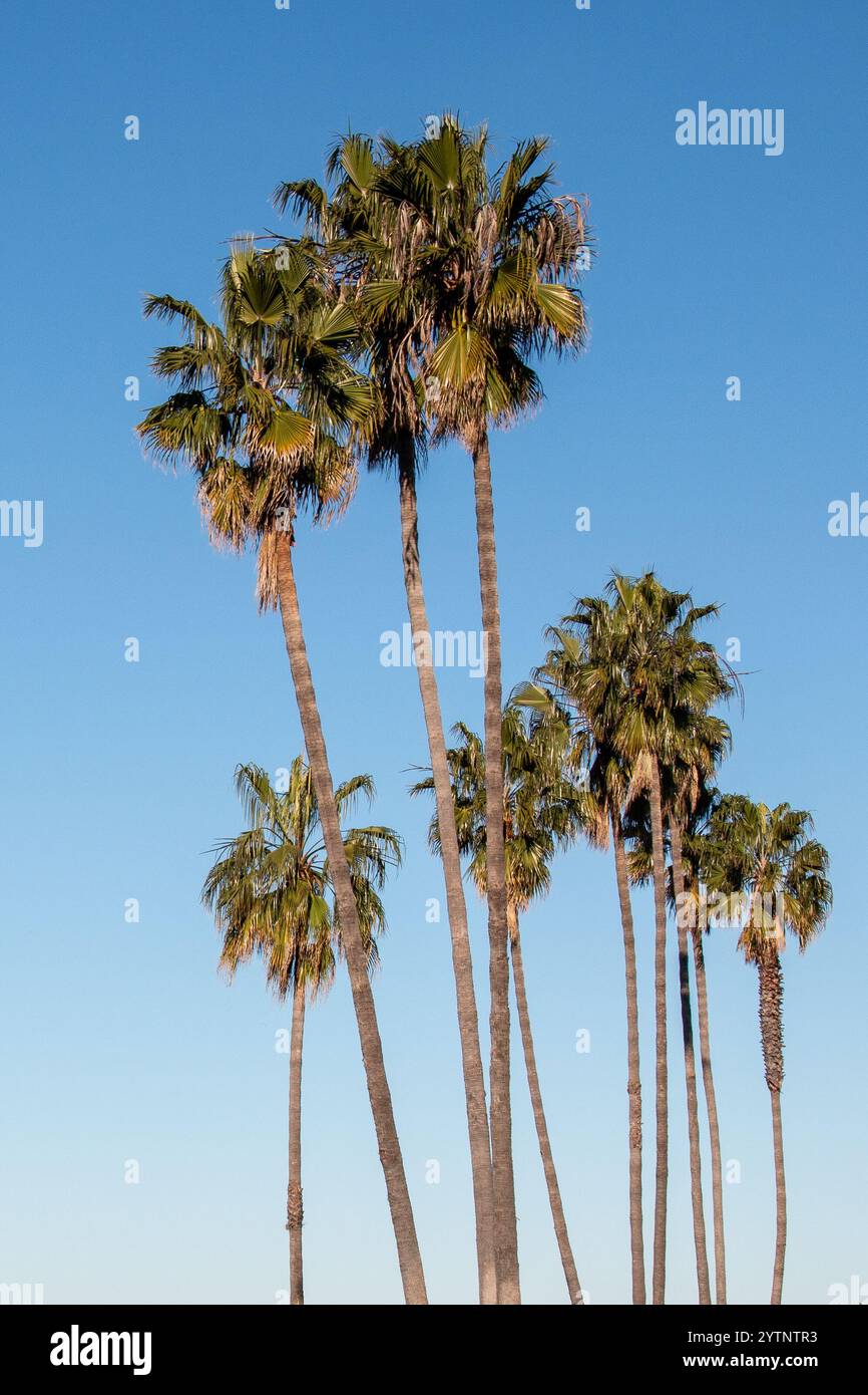 Washingtonia palm, a tree with a tropical appearance that can reach up ...