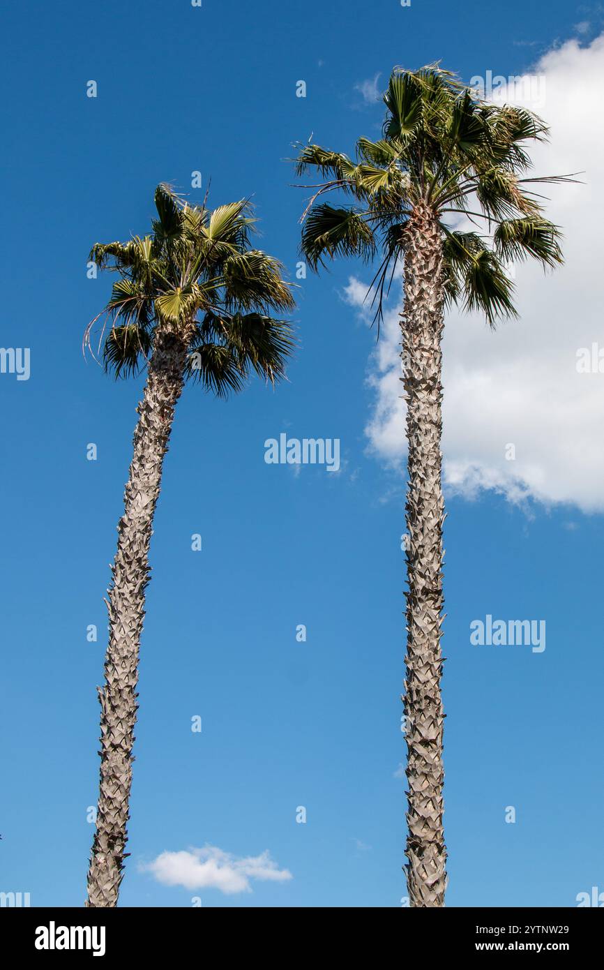 Washingtonia palm, a tree with a tropical appearance that can reach up ...