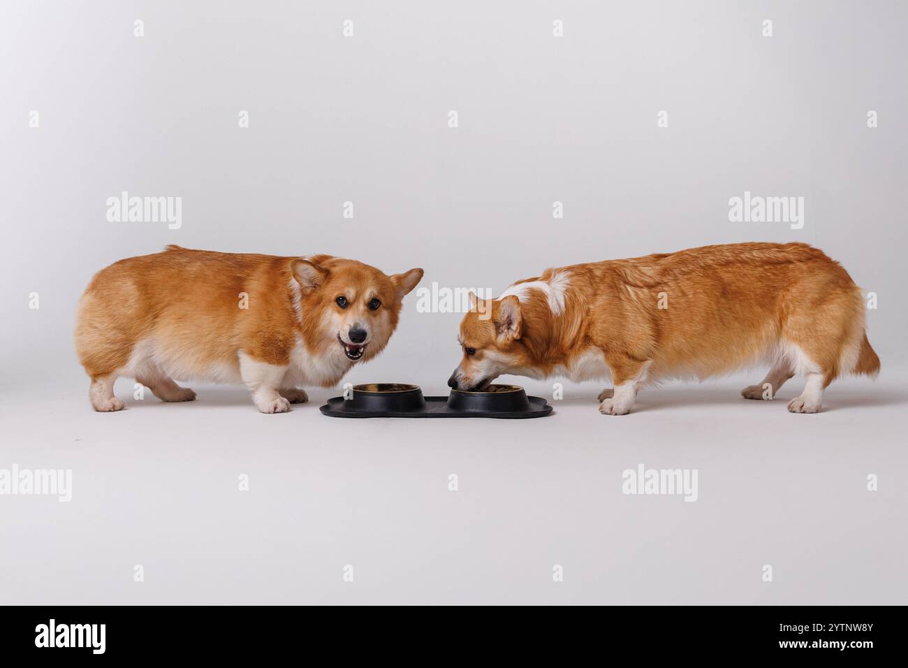 Two adorable corgis enjoying a meal together in a black double bowl, showcasing pet love and ...
