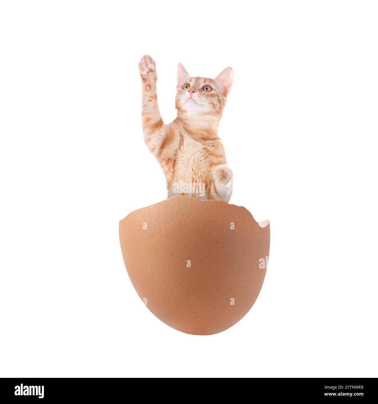 Cute cat jumping out of cracked eggshell on white background Stock ...