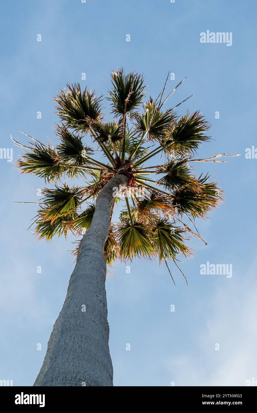 Washingtonia palm, a tree with a tropical appearance that can reach up ...