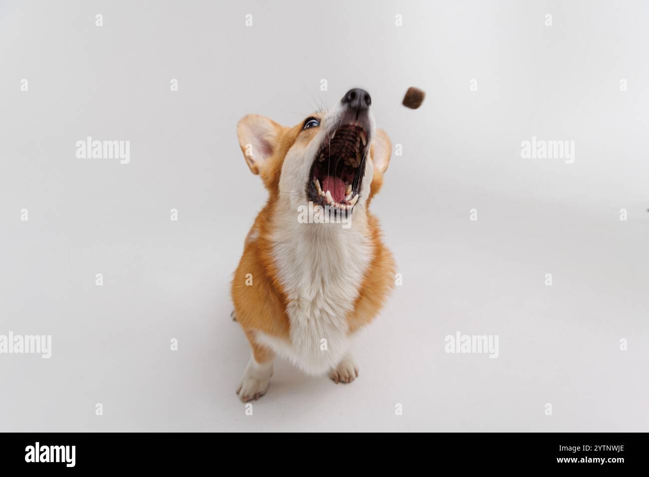 Close-up of a Corgi enthusiastically catching a treat mid-air with a ...