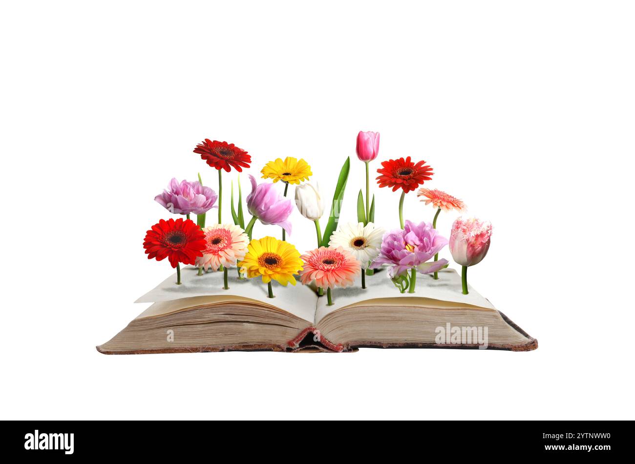 Open book with beautiful flowers between pages on white background ...