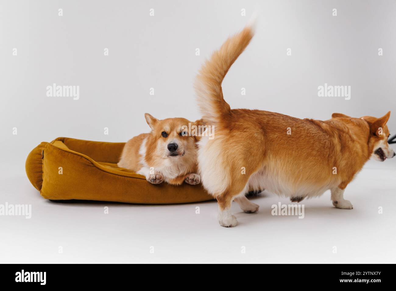 Dogexpressions hi-res stock photography and images - Alamy