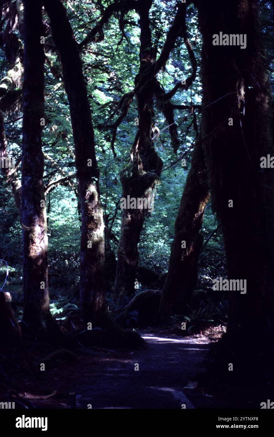 Olymplc National Park, WA. U.S.A. Hoh Rain Forest. 1980. Almost 130 ...