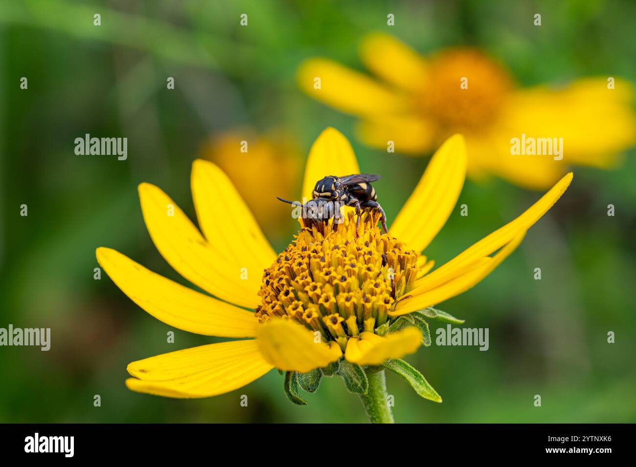 Cuckoo bee on yellow wildflower. Insect and nature conservation ...