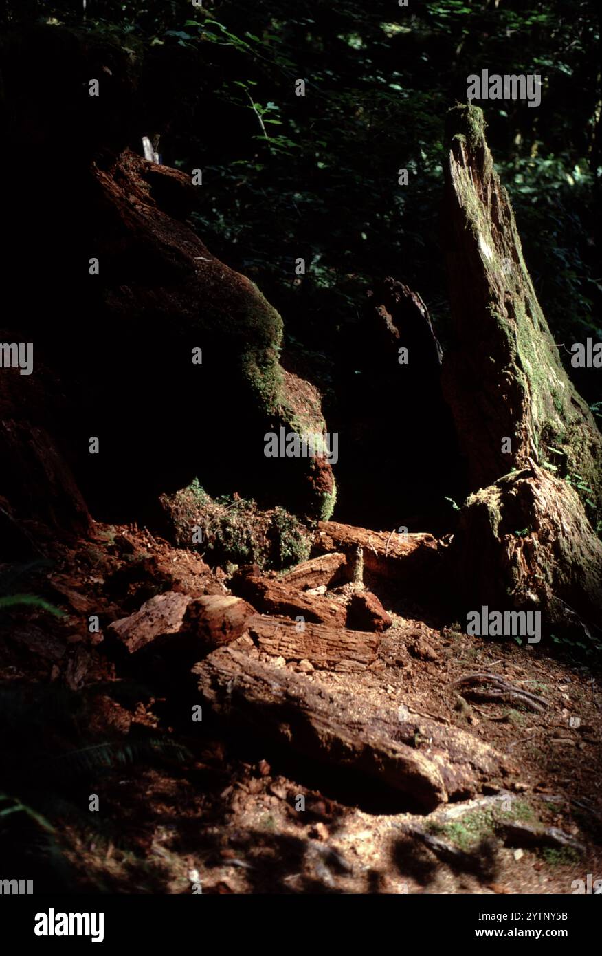 Olymplc National Park, WA. U.S.A. Hoh Rain Forest. 1980. Almost 130 ...