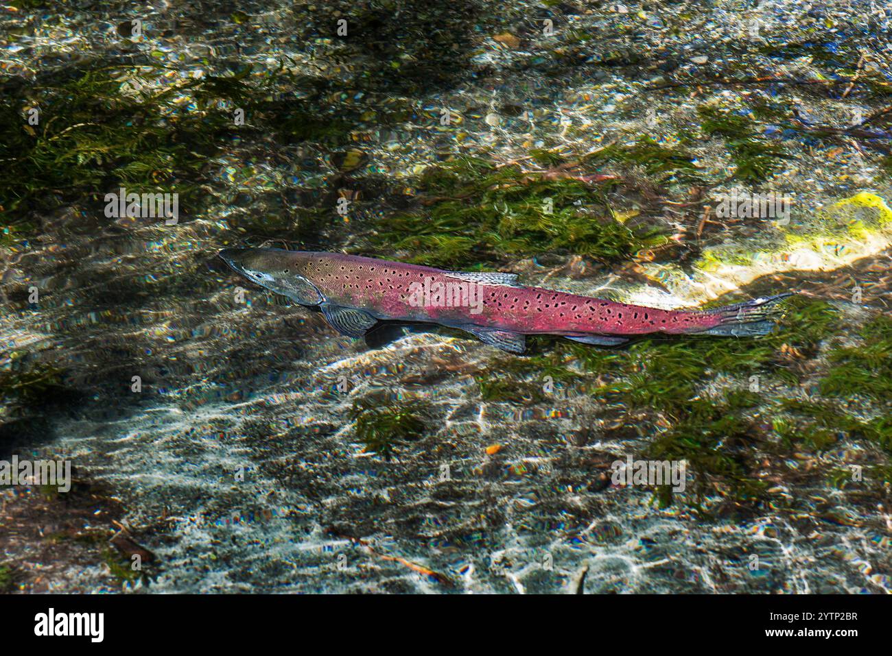 Beebe creek hi-res stock photography and images - Alamy