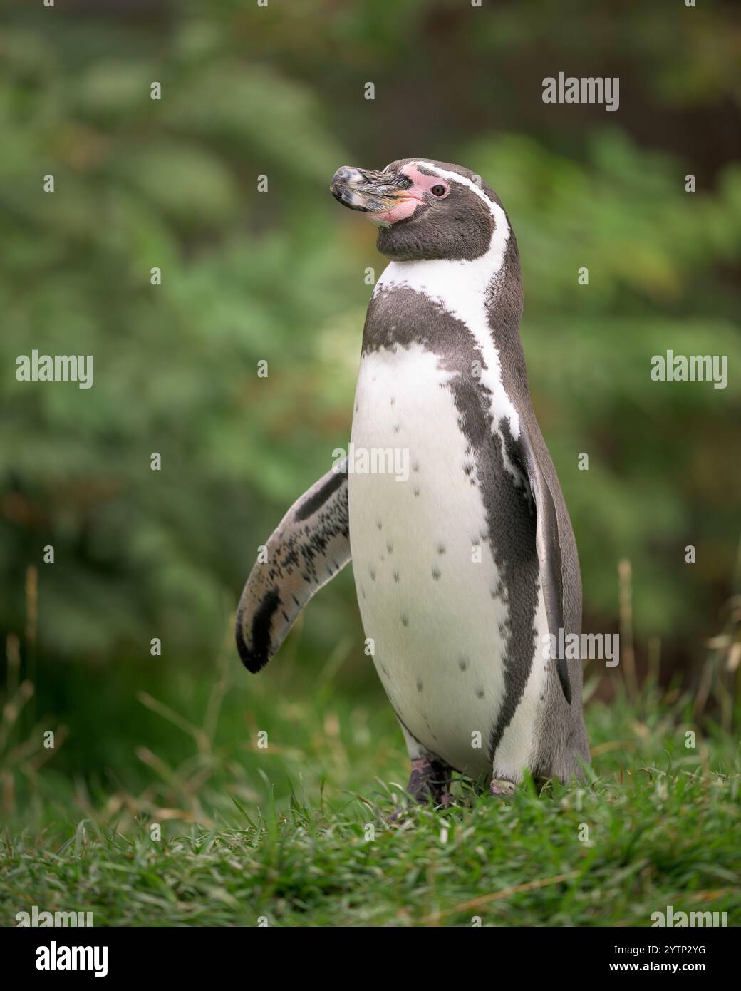 Humboldt penguin full body portrait standing in grassy area Stock Photo ...