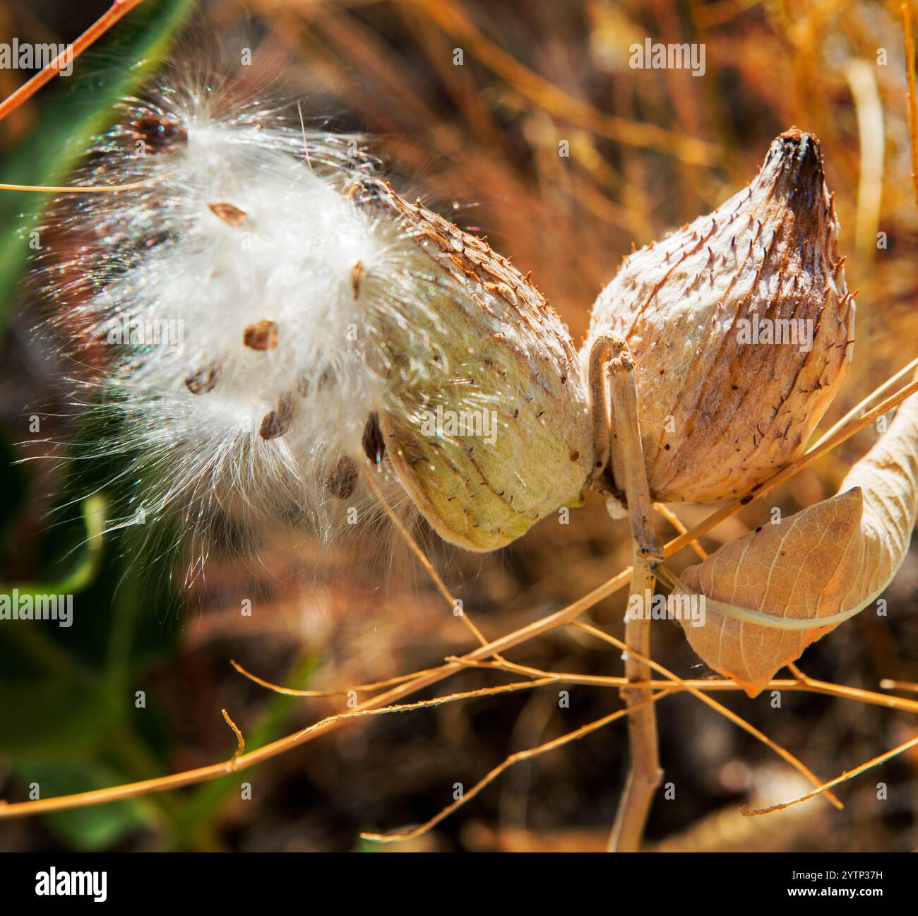 Wildflowers Seed Pods on the Columbia River Trail, Beebe Springs ...