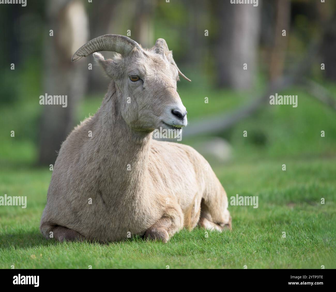 Full body femal bighorn sheep resting in grassy area Stock Photo - Alamy