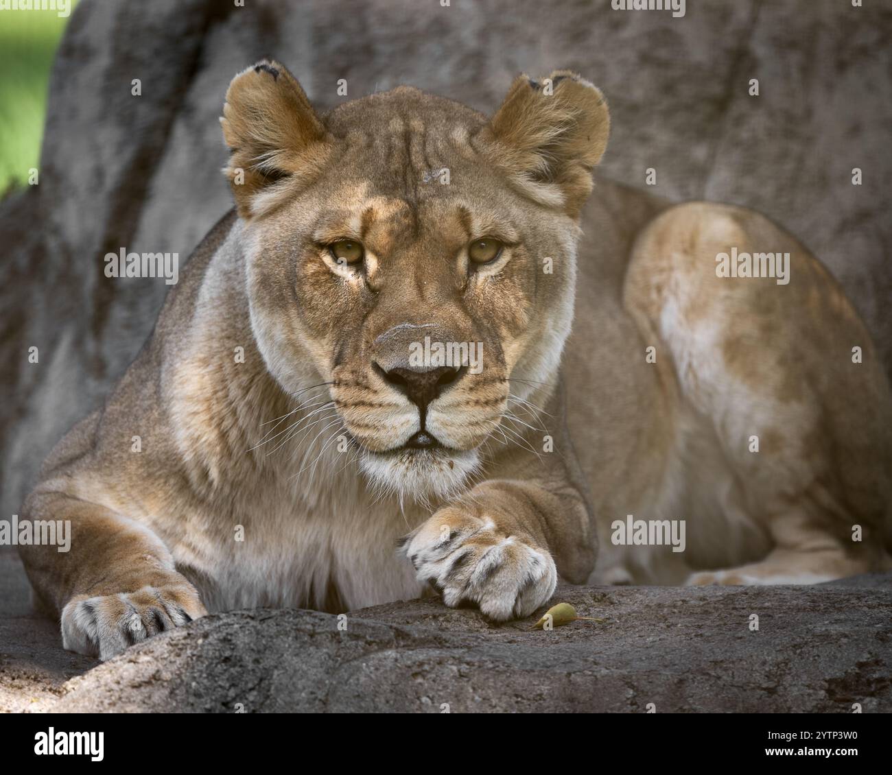 Young female full body lion lioness staring at camera from rocky ...