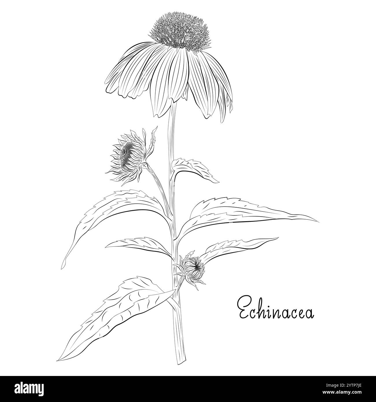 Hand-drawn echinacea flower outline vector illustration, botanical ...