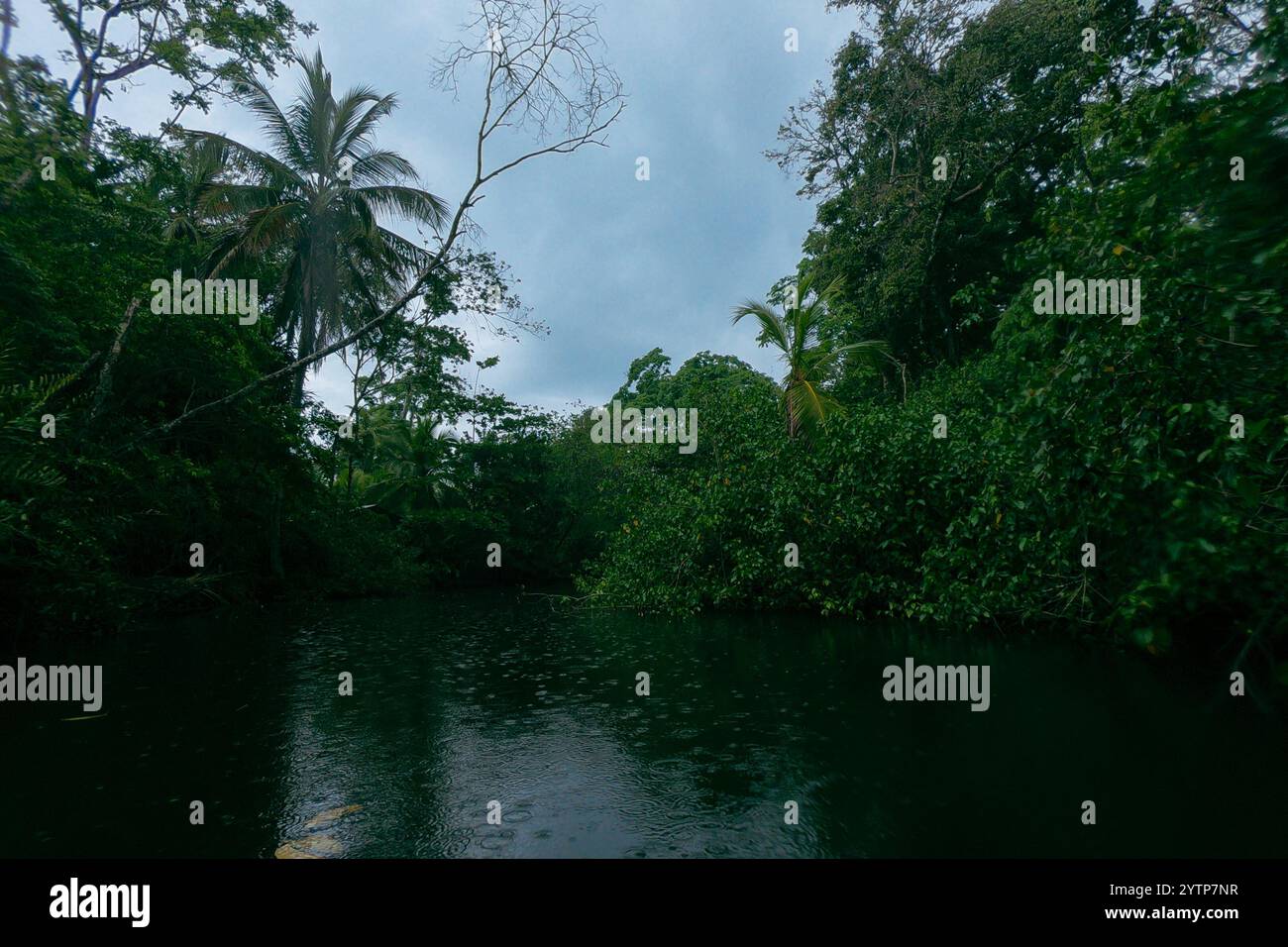 Paddling and canoeing through rainy waters of rainforest river in the ...