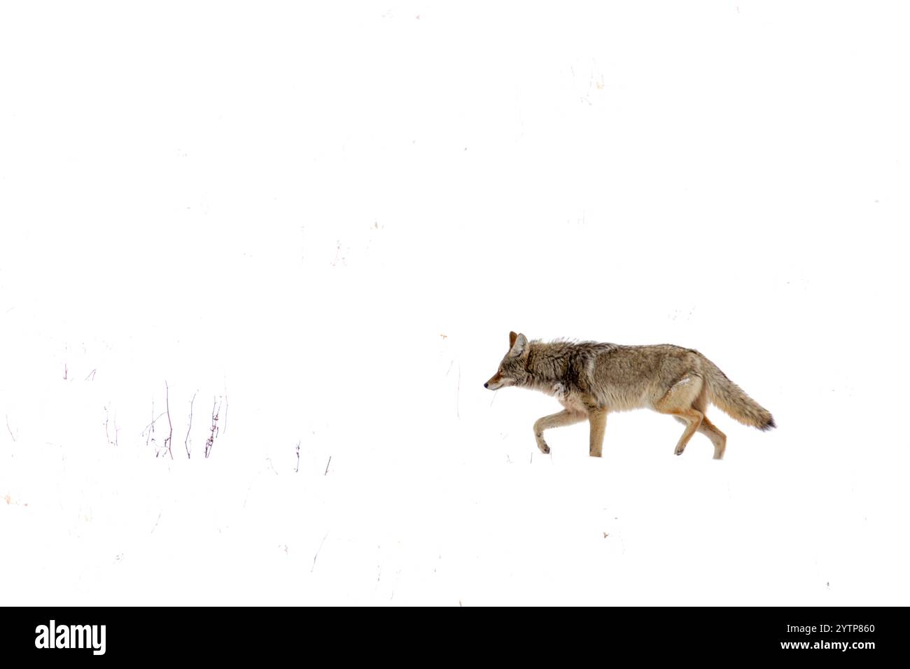 Yellowstone national park winter Cut Out Stock Images & Pictures - Alamy