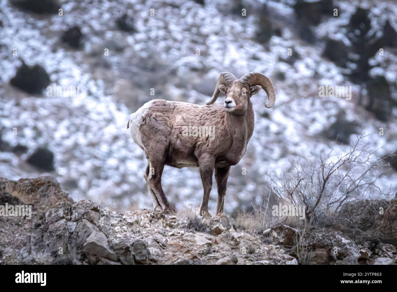 Yellowstone Bighorn Sheep Ram Posing on a Ridge Stock Photo - Alamy