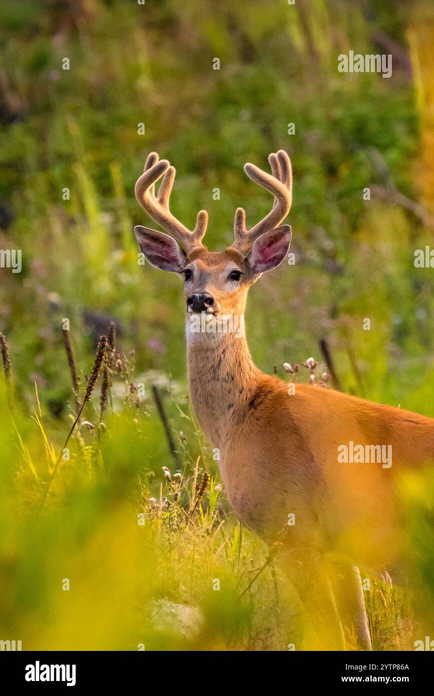 Mule Dear Buck with Velvet Antlers Stock Photo - Alamy