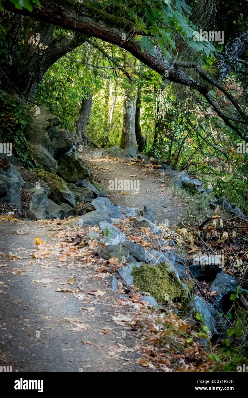 Tree Canopy over a well worn path Stock Photo - Alamy