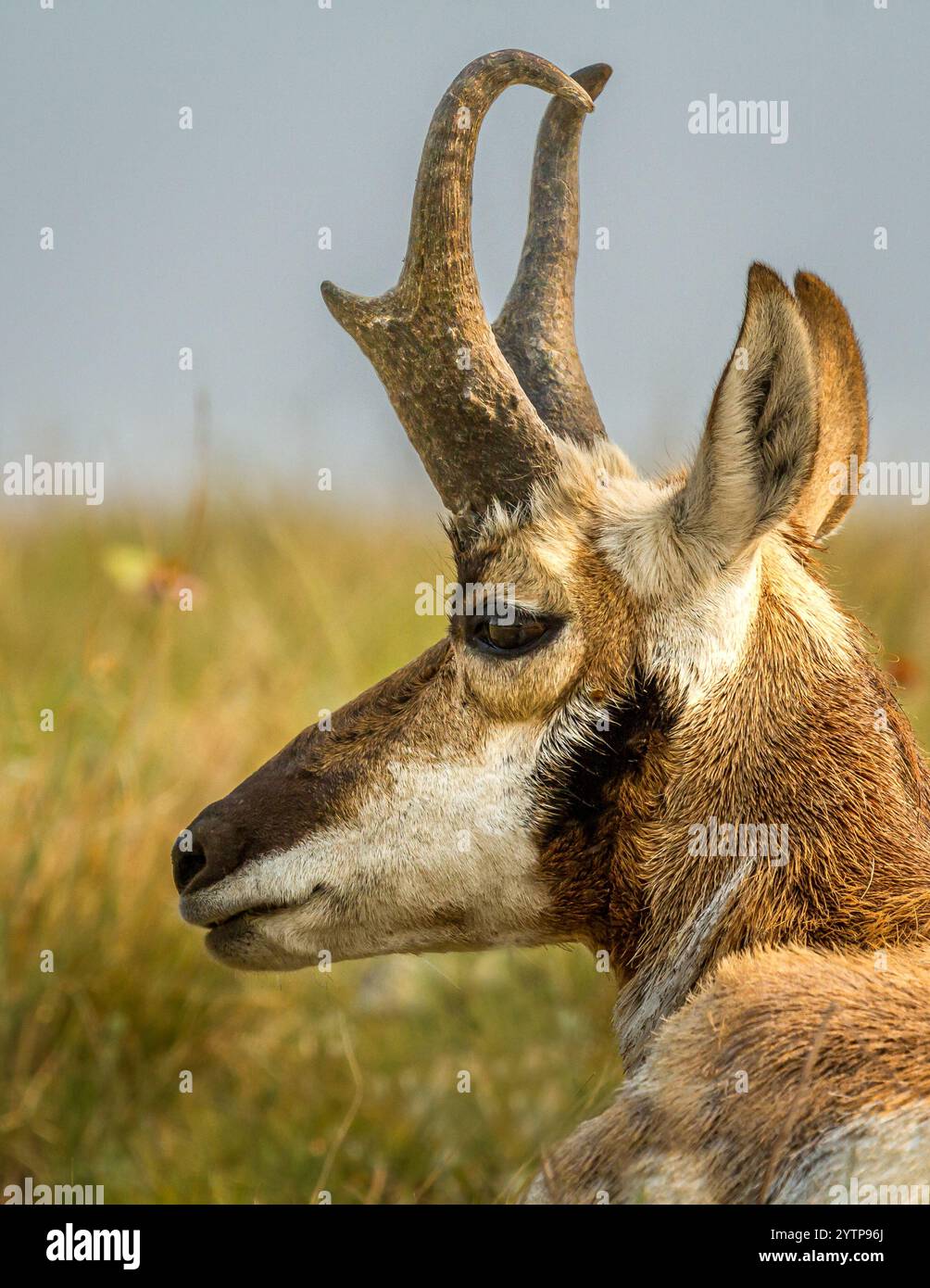 Pronghorn buck hi-res stock photography and images - Alamy