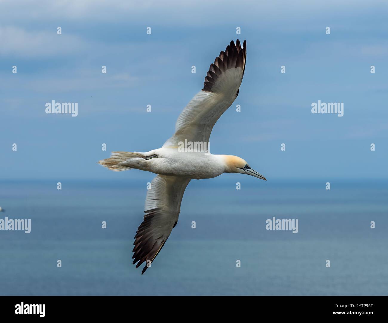 Northern Gannet Flying Above Cliffs Stock Photo - Alamy