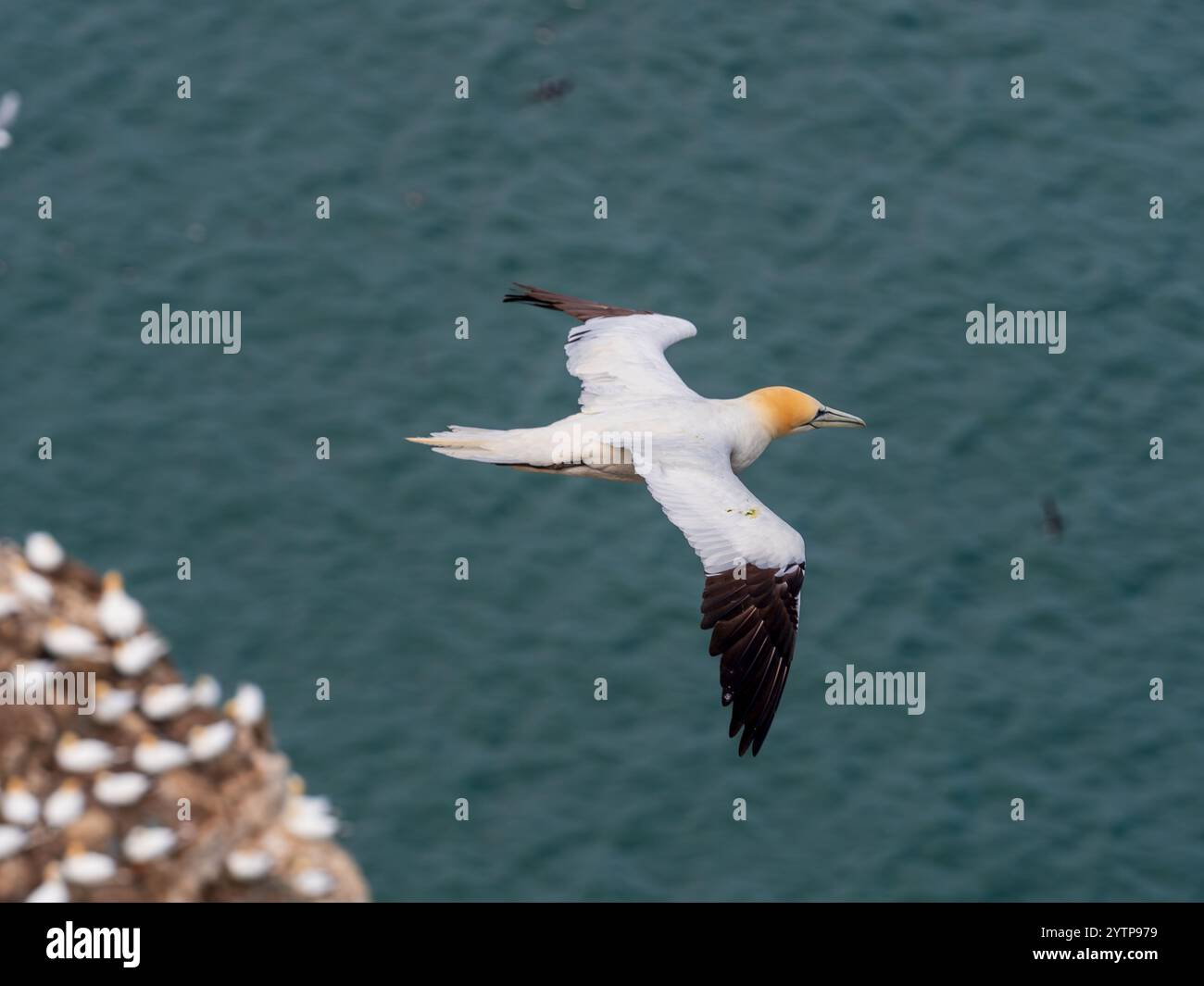 Northern Gannet Flying Above Cliffs Stock Photo - Alamy