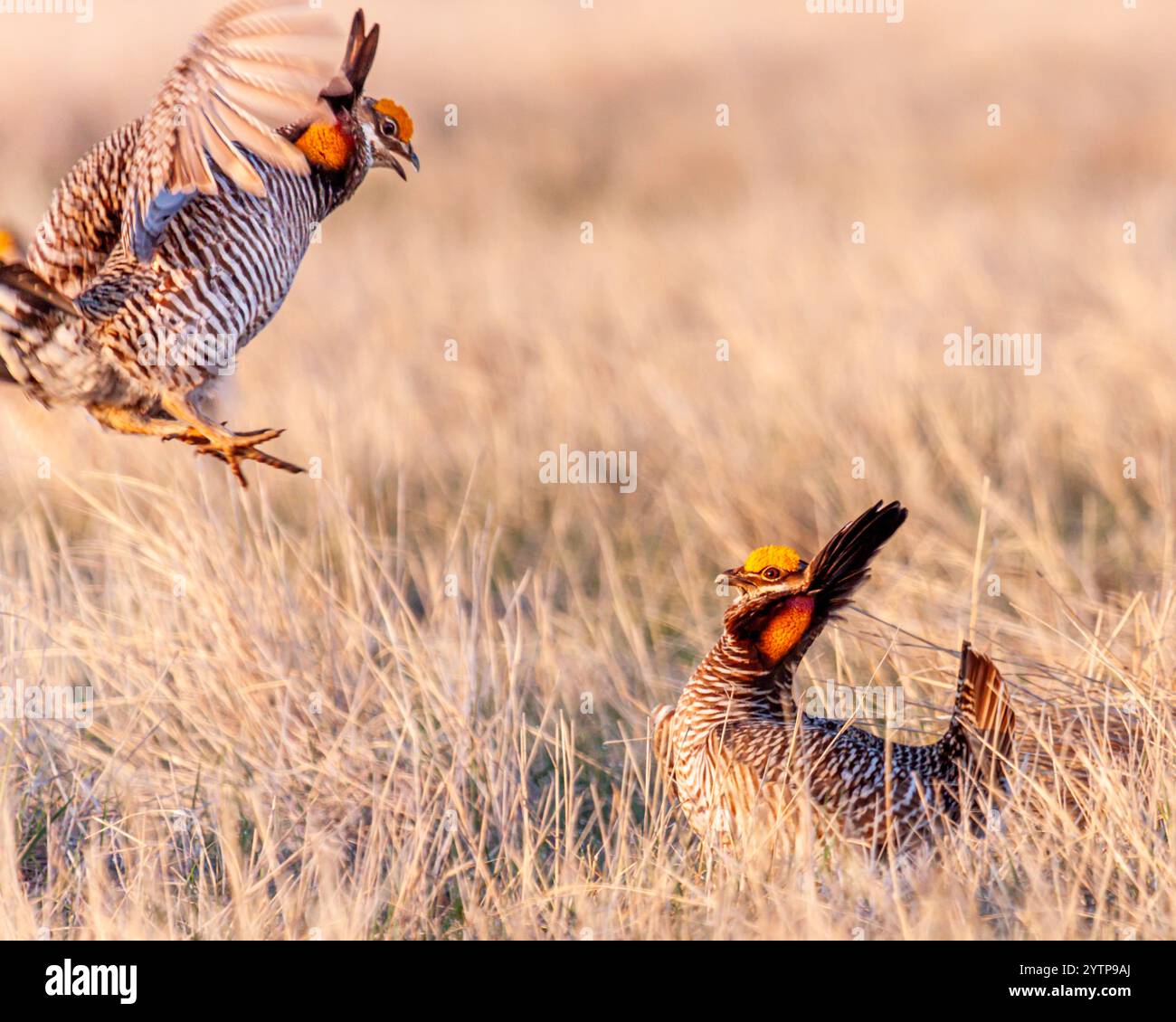 Two Male Prairie Chickens Battling Stock Photo - Alamy