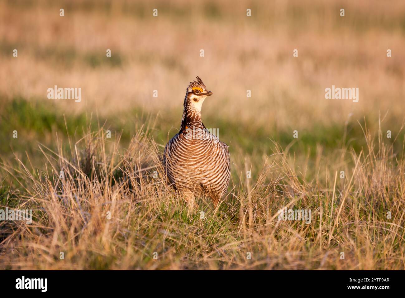 Single Prairie Chicken at Sunrise Stock Photo - Alamy