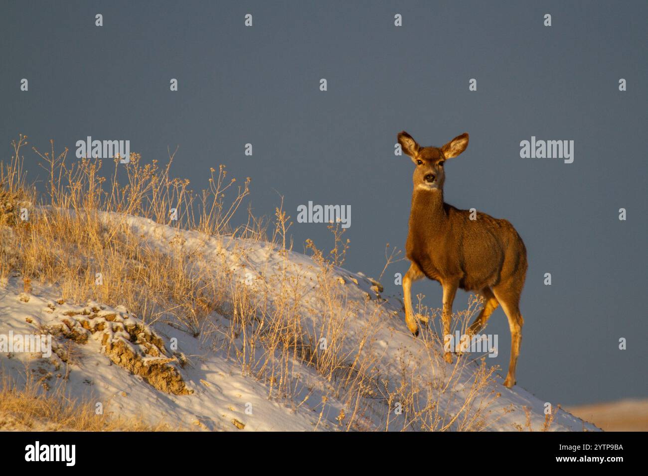 Mule deer doe walking on a snowy hillside Stock Photo - Alamy
