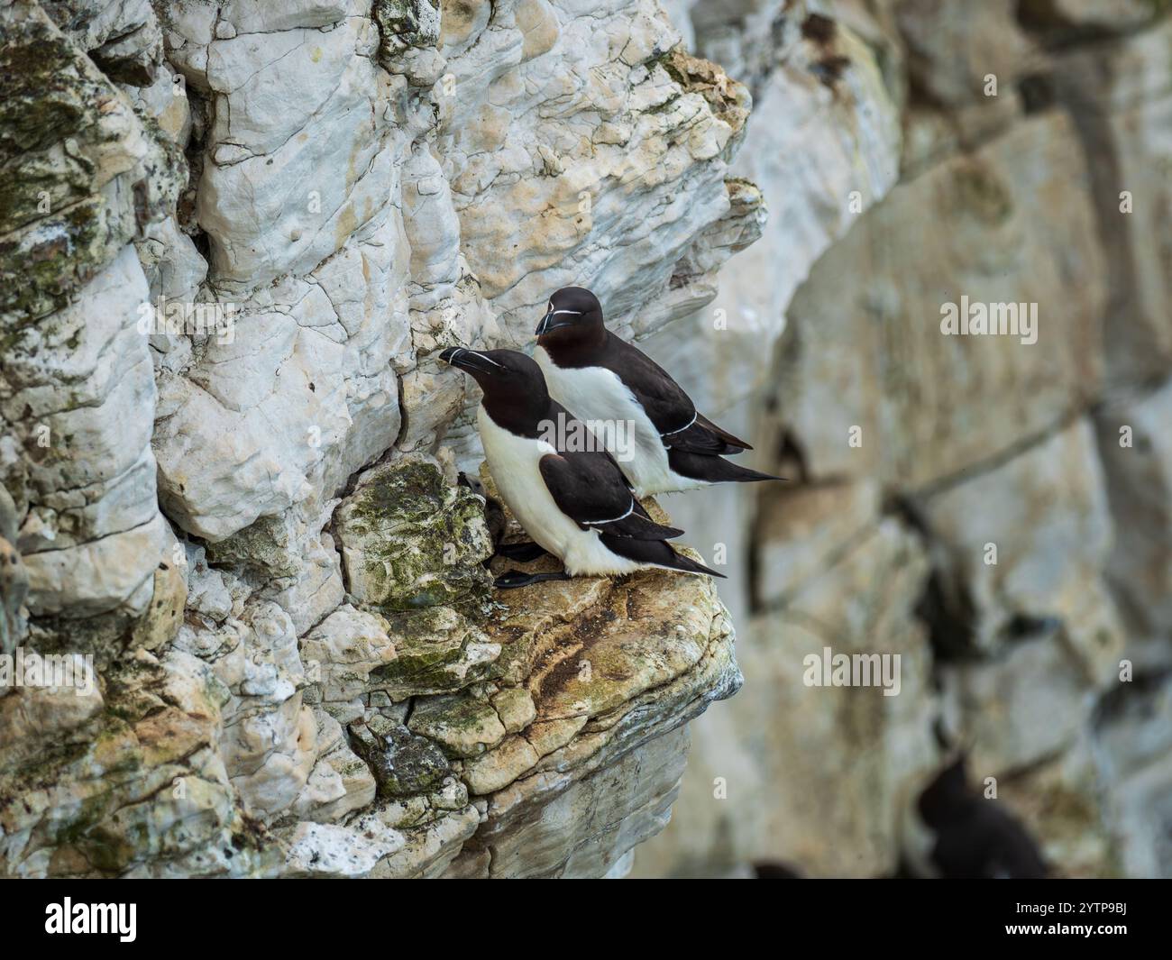 Razorbill chick uk hi-res stock photography and images - Alamy