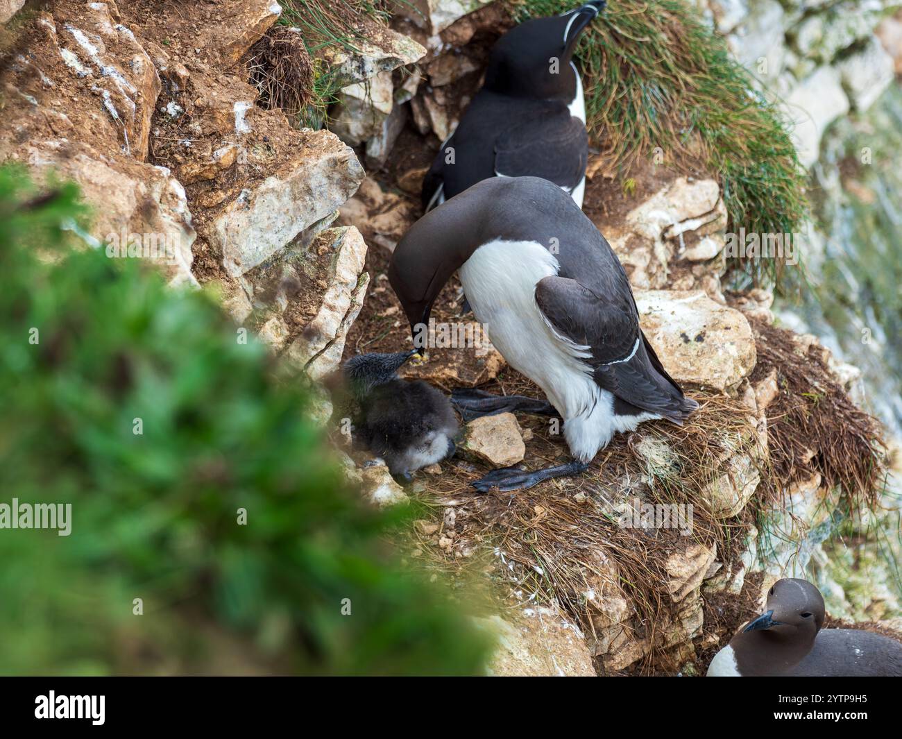 Razorbill chick uk hi-res stock photography and images - Alamy