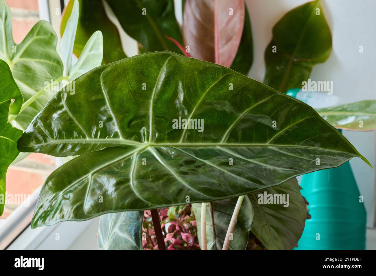 The Lush Green Leaves of Various Exotic Indoor Plants Create a Stunning ...