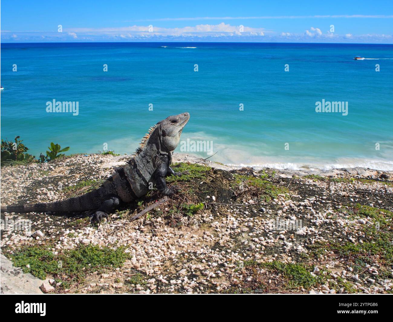 Green iguana (iguana iguana) on a on a cliff in Tulum, Quintana Roo ...