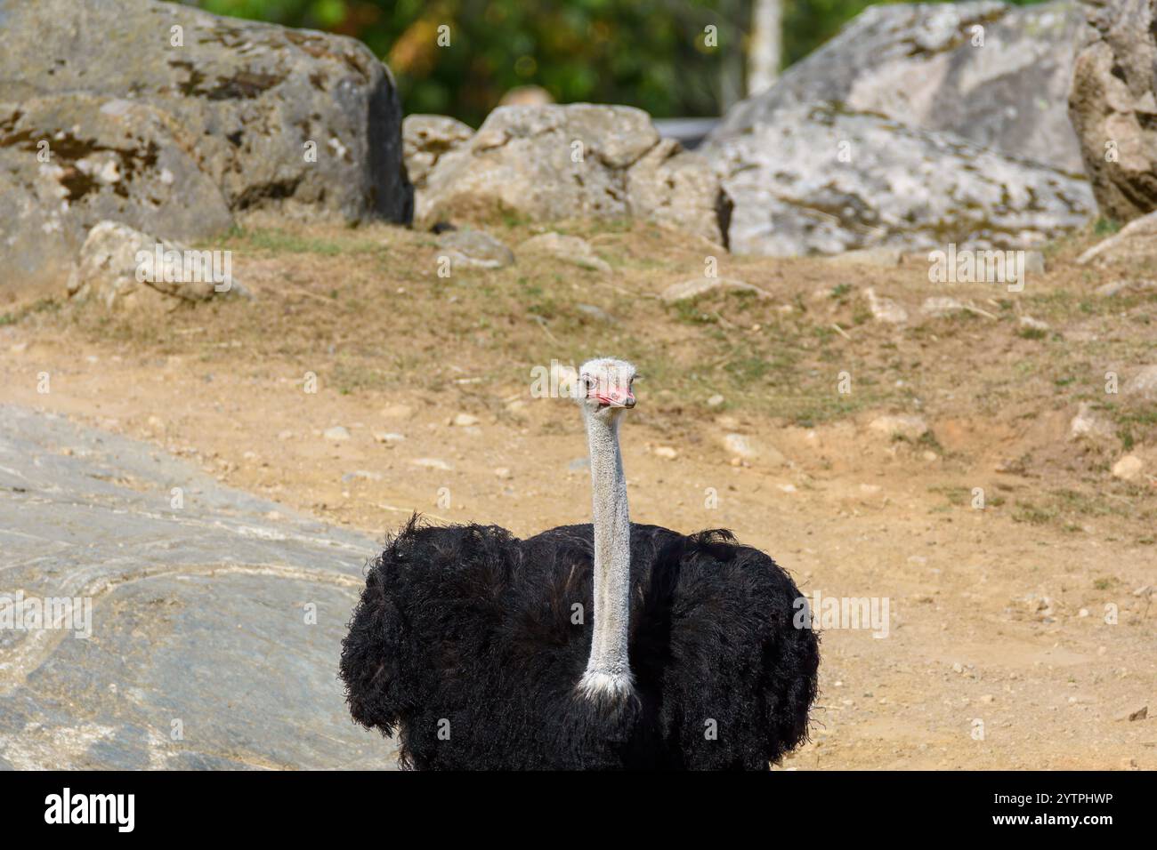 An ostrich is prominently displayed on rocky ground, with a natural ...