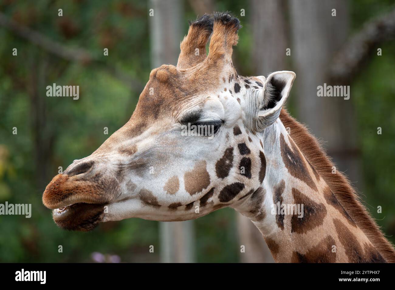 A giraffe displays its distinctive facial features and patterned coat ...