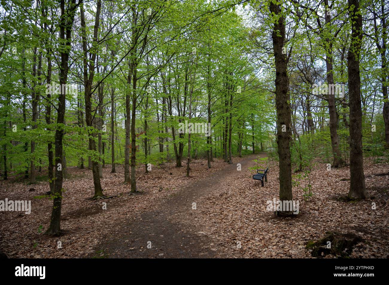 A peaceful forest path meanders through lush green trees, with fallen ...