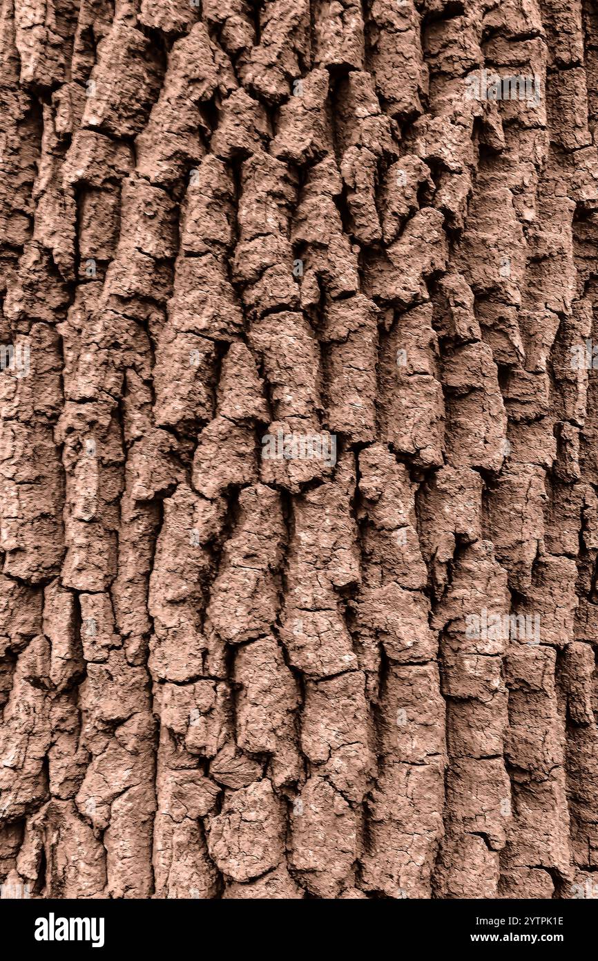 Tree bark background, texture. Demonstrating color of the year 2025 ...