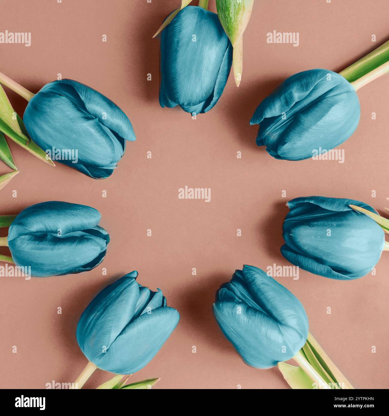 Circle frame of blue tulips on brown background. Top view, flat lay ...
