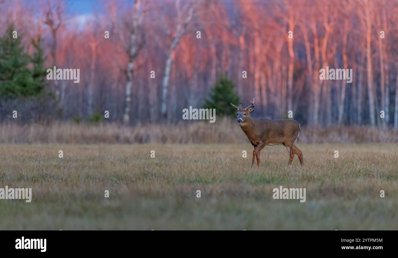 White-tailed buck during the rut in northern Wisconsin Stock Photo - Alamy