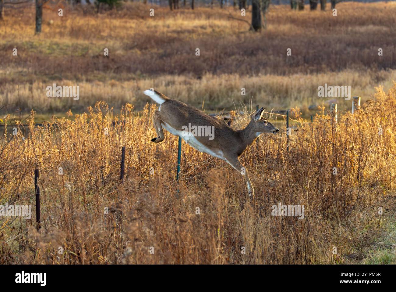 White-tailed doe jumping over a barbed-wire fence in northern Wisconsin ...