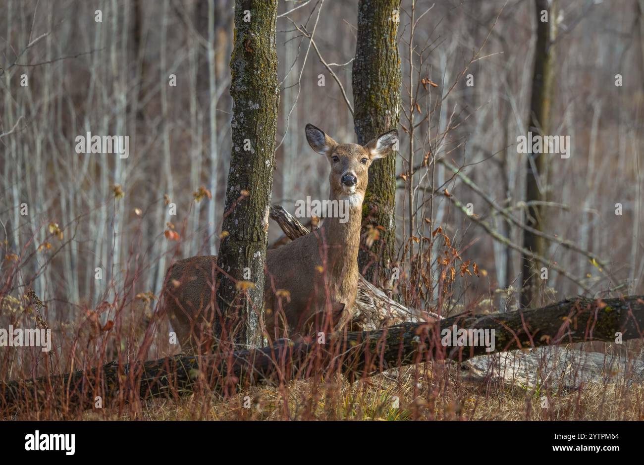 White-tailed doe in a logged northern Wisconsin woodland Stock Photo ...