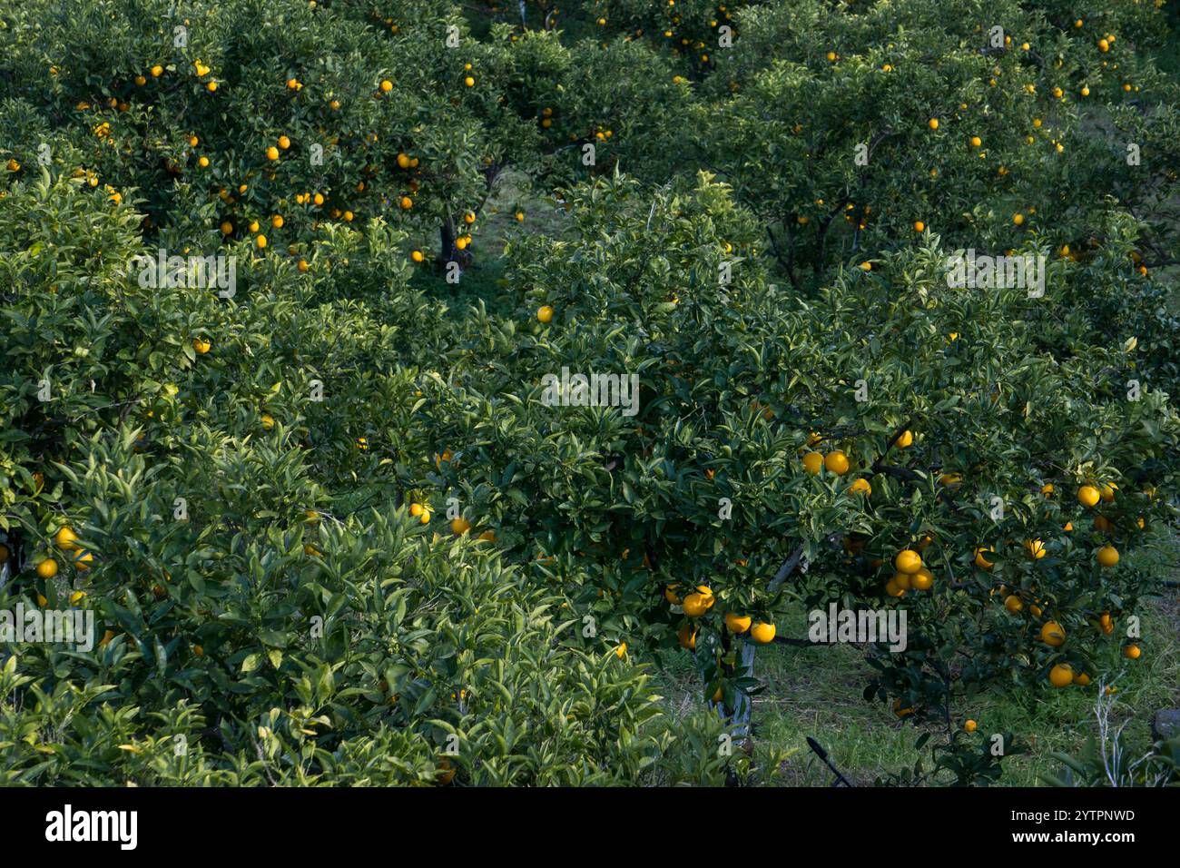 A green orchard plantation of citrus trees with orange fruits in Sicily ...