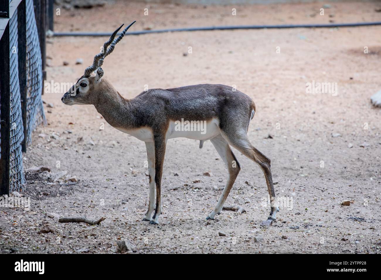The blackbuck (Antilope cervicapra) is a medium-sized antelope native ...
