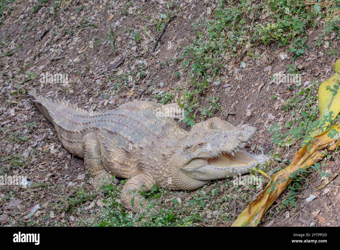 an albino Mugger crocodile(Crocodylus palustris) opens big mouth. It is ...