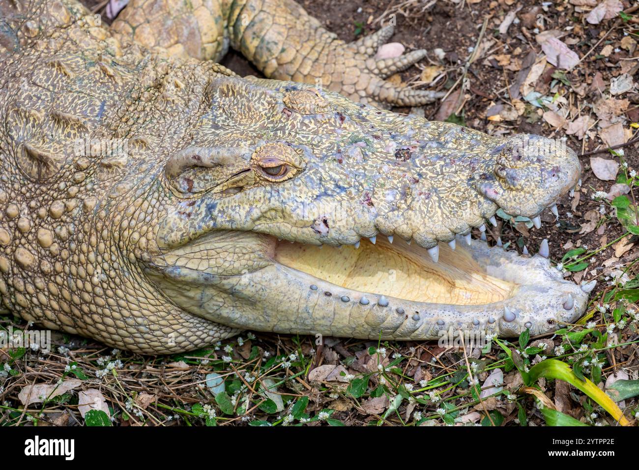 an albino Mugger crocodile(Crocodylus palustris) opens big mouth. It is ...