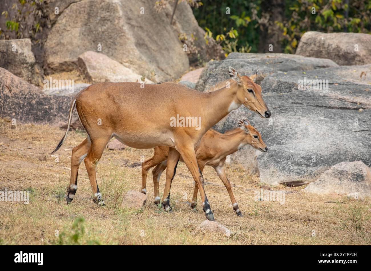 The female Nilgai with a baby. It is the largest Asian antelope and is ...