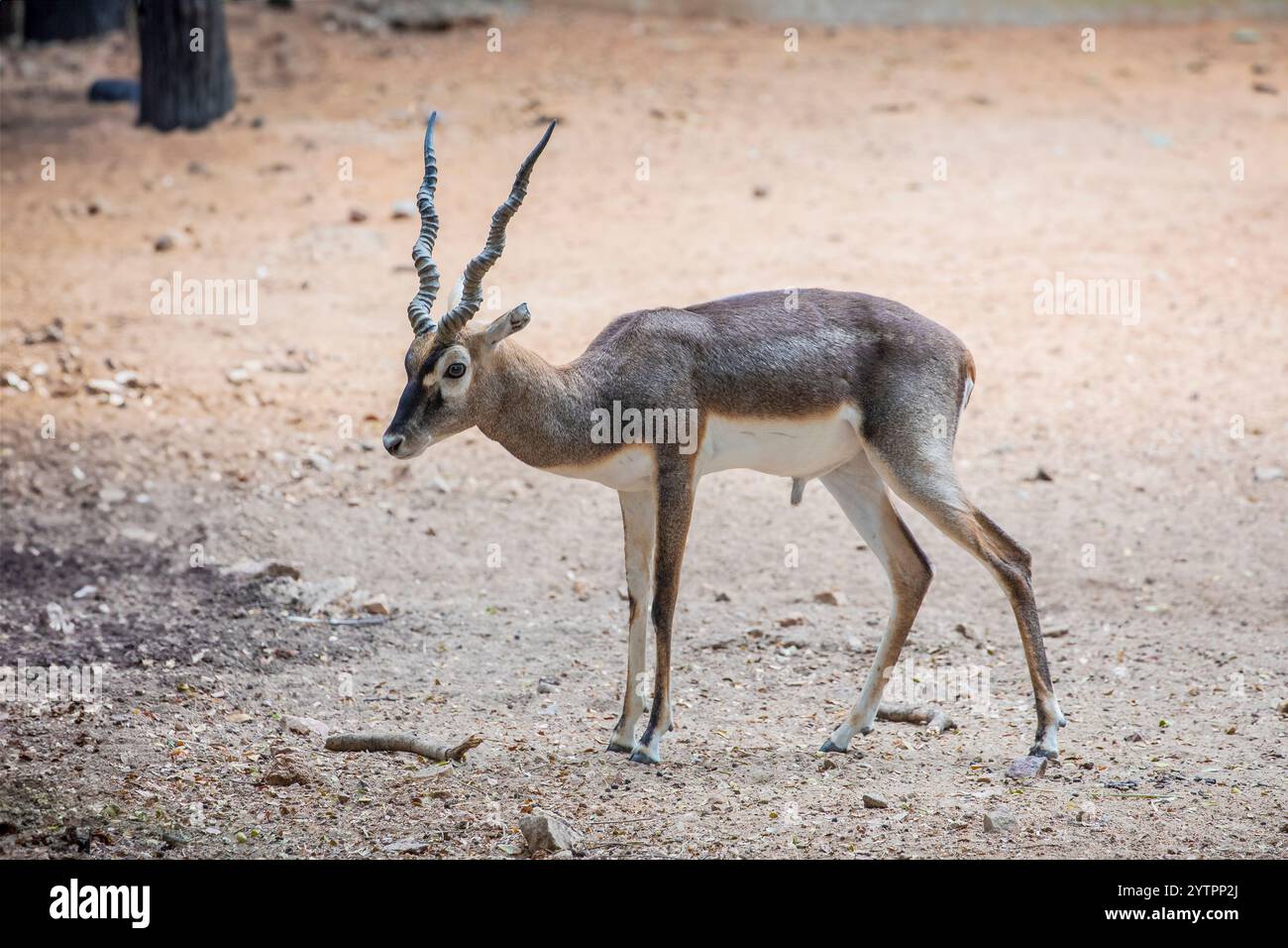The blackbuck (Antilope cervicapra) is a medium-sized antelope native ...