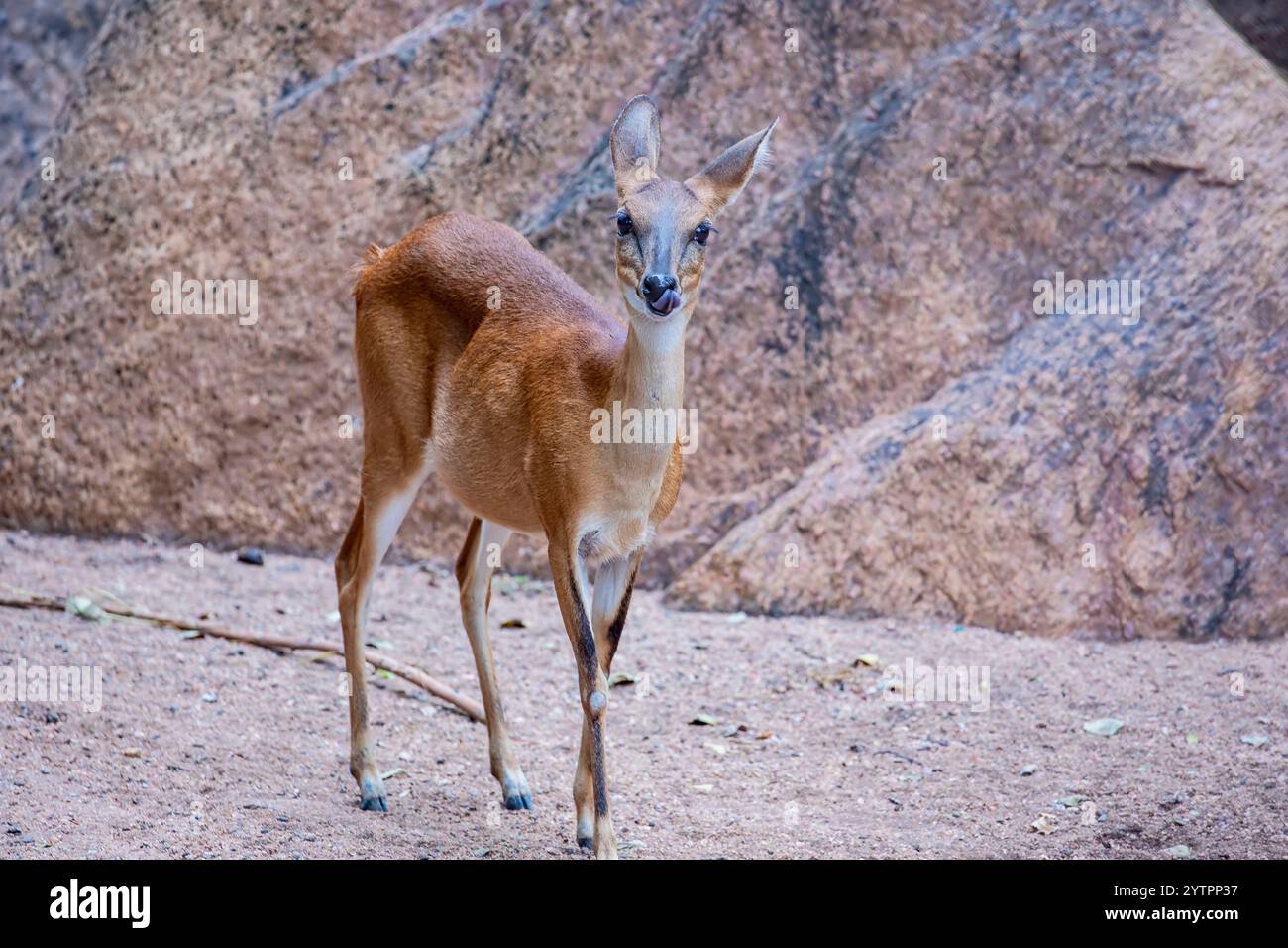 The female four-horned antelope (Tetracerus quadricornis) is a small ...