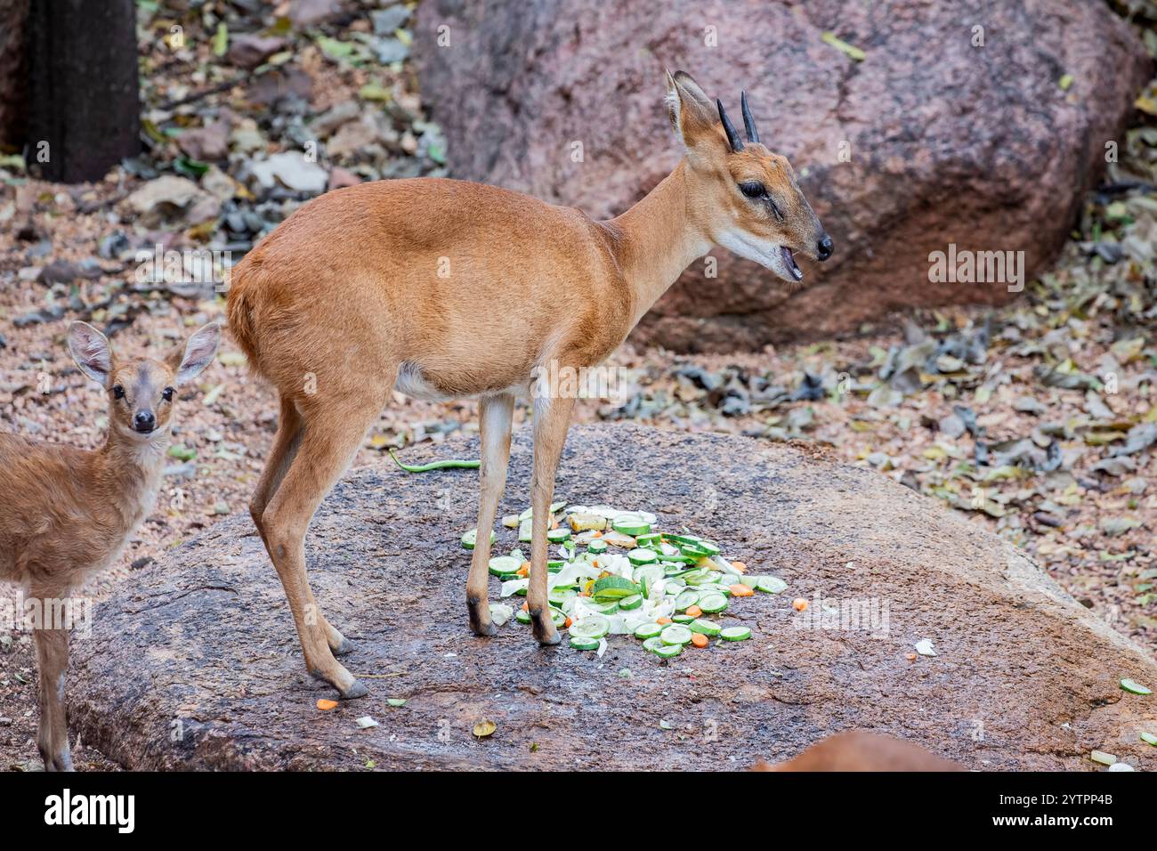 The male four-horned antelope (Tetracerus quadricornis) is a small ...