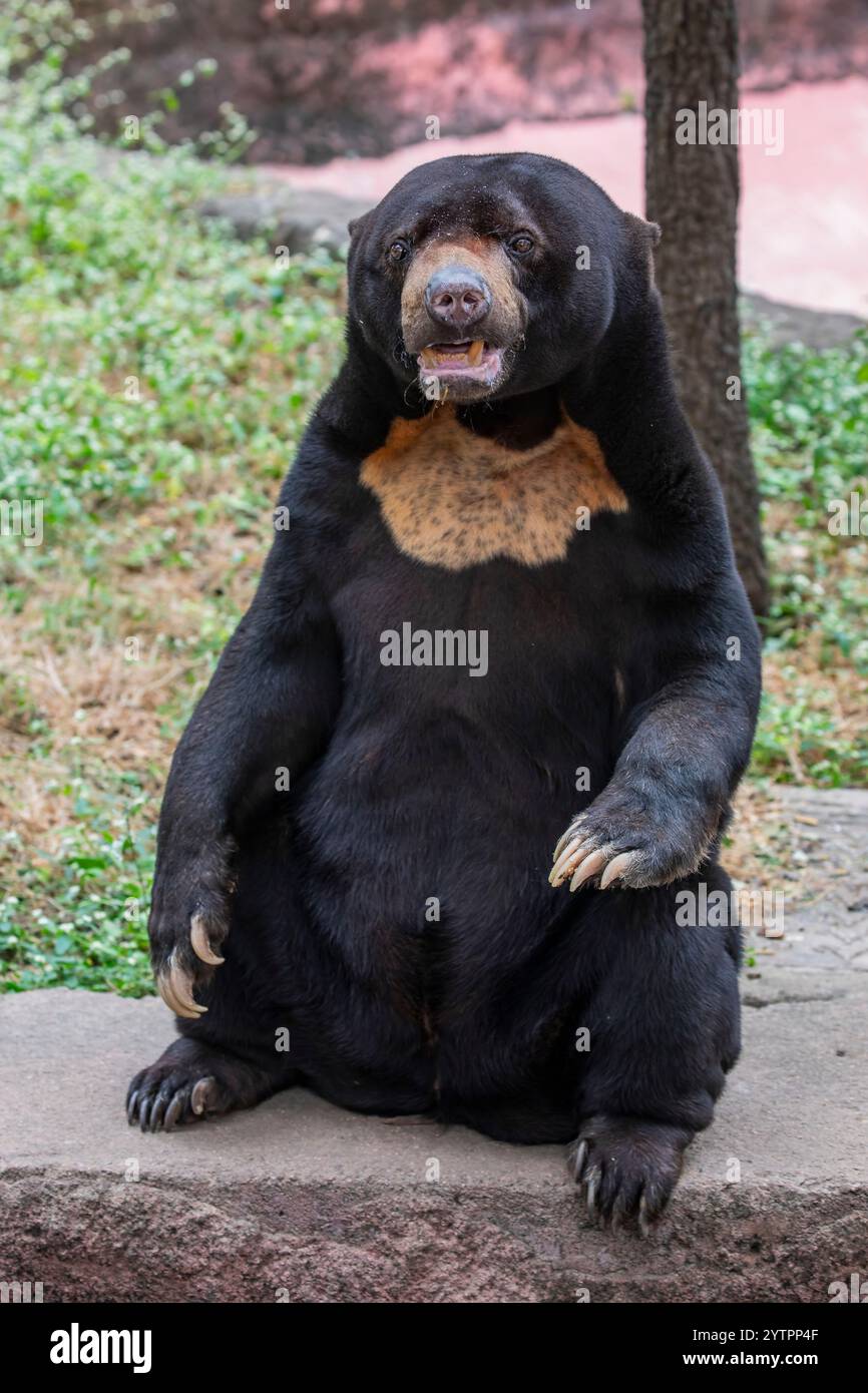 sun bear is a species occurring in tropical forest habitats of ...