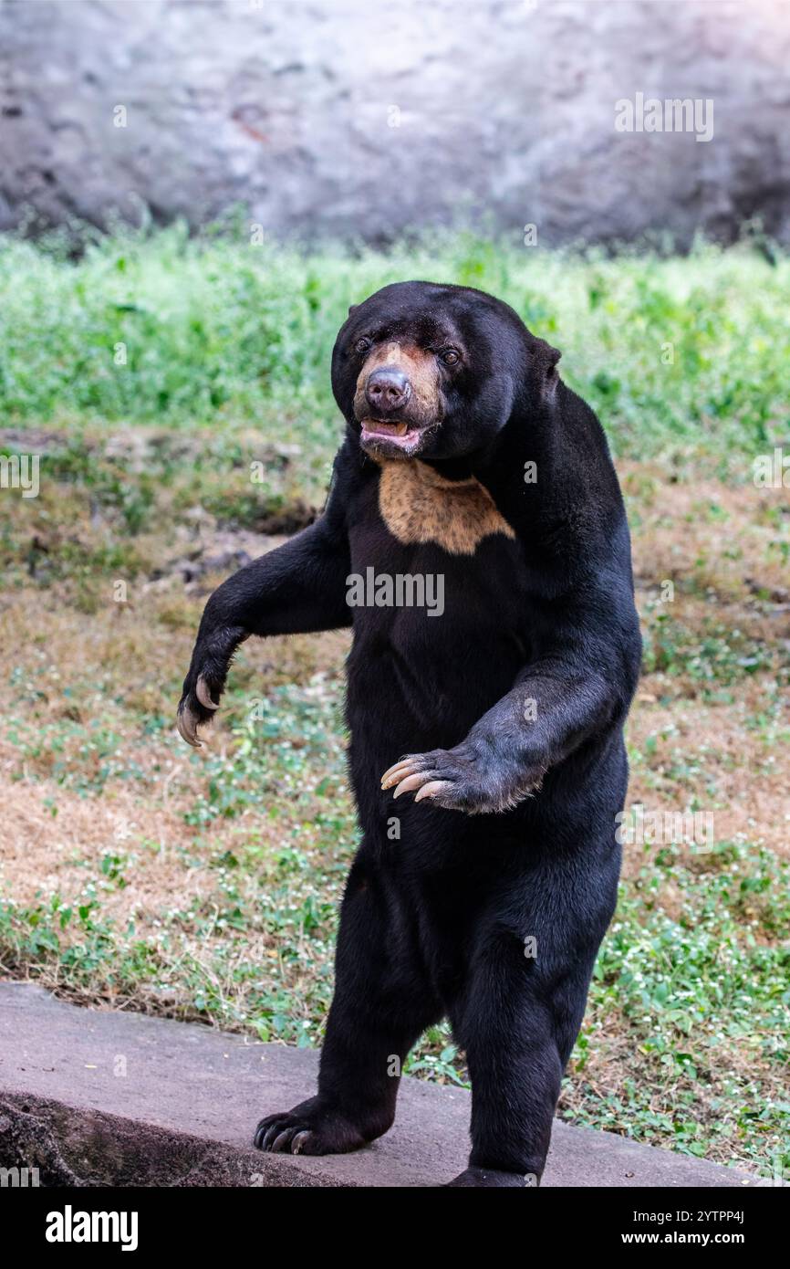 sun bear is a species occurring in tropical forest habitats of ...